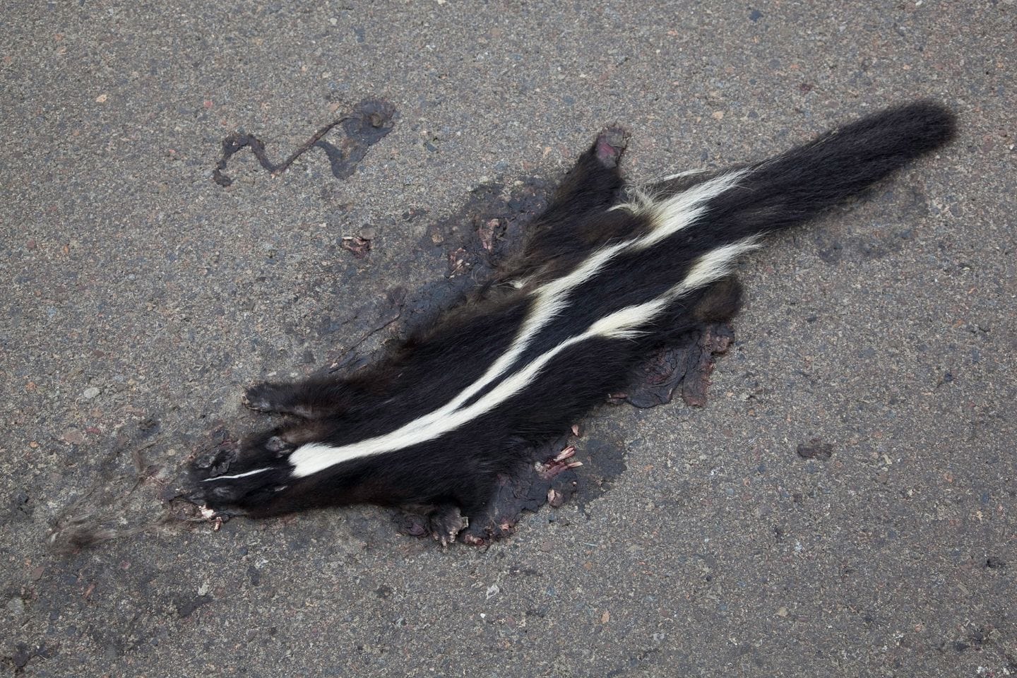 Ran Over a Skunk - What To Do? Your Friendly Guide to Recovery